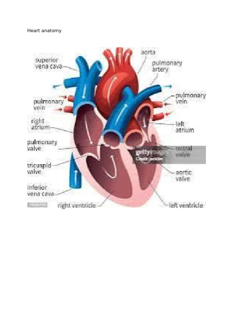 Heart Anatomy | PDF