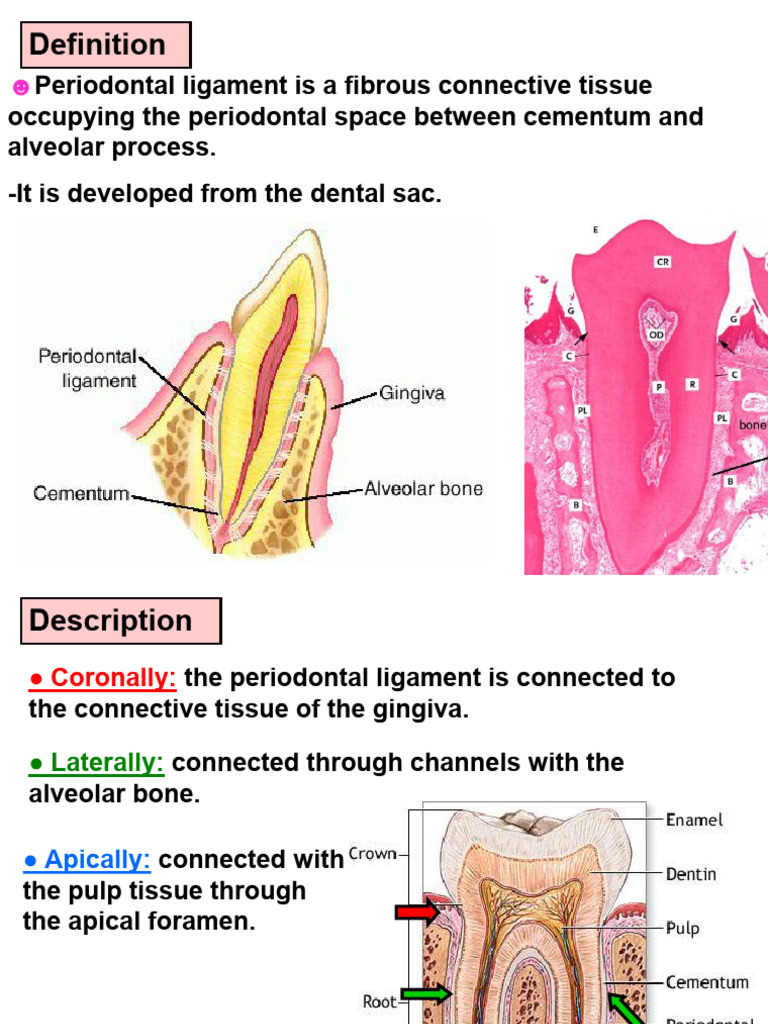 PDL | PDF | Human Tooth | Tissue (Biology)