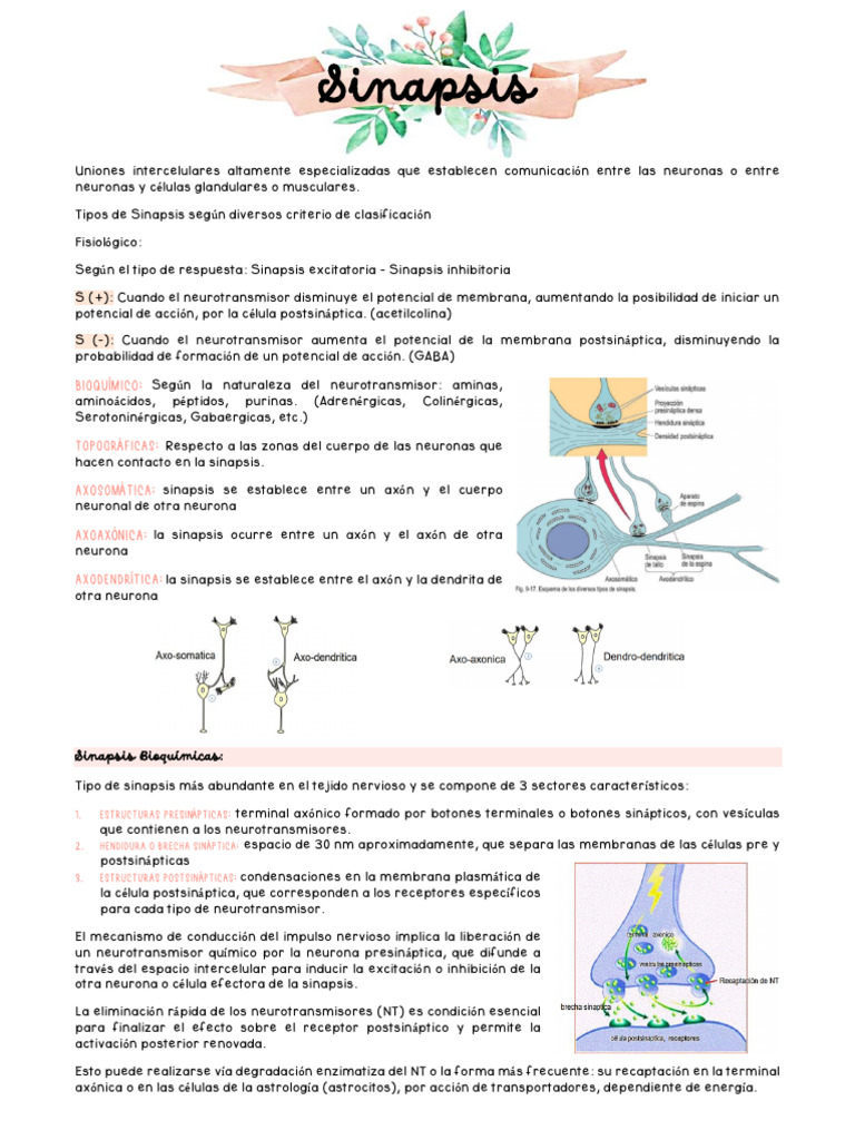 Sinapsis | PDF | Sinapsis | Neurona