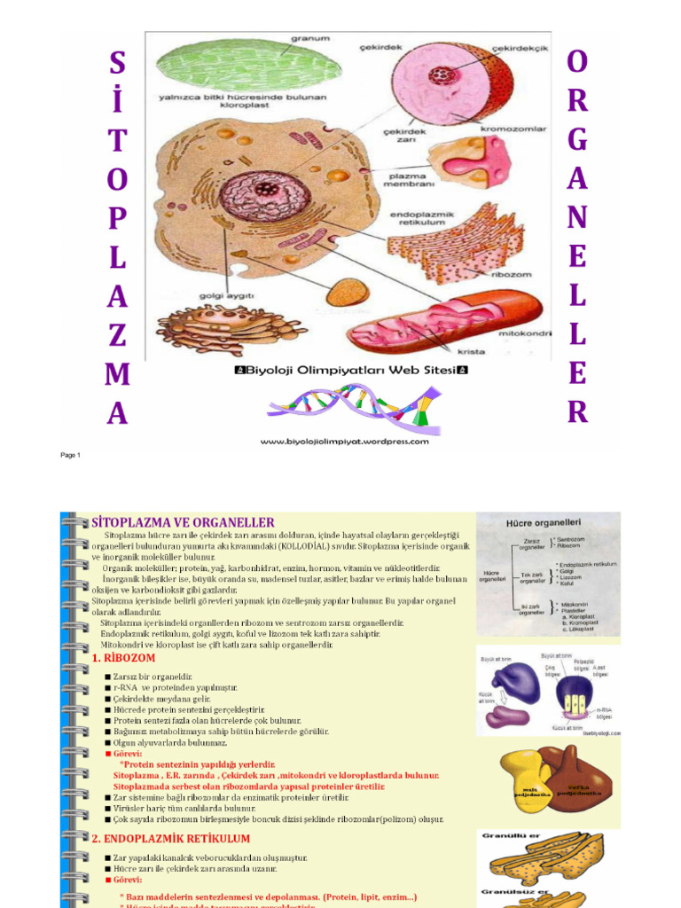 11 Hucre 3 Sitoplazma Organeller Cekirdek | PDF