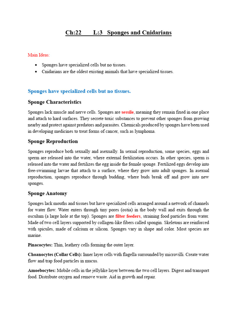22.3 Sponges and Cnidarians | PDF | Sponge | Aquatic Animals