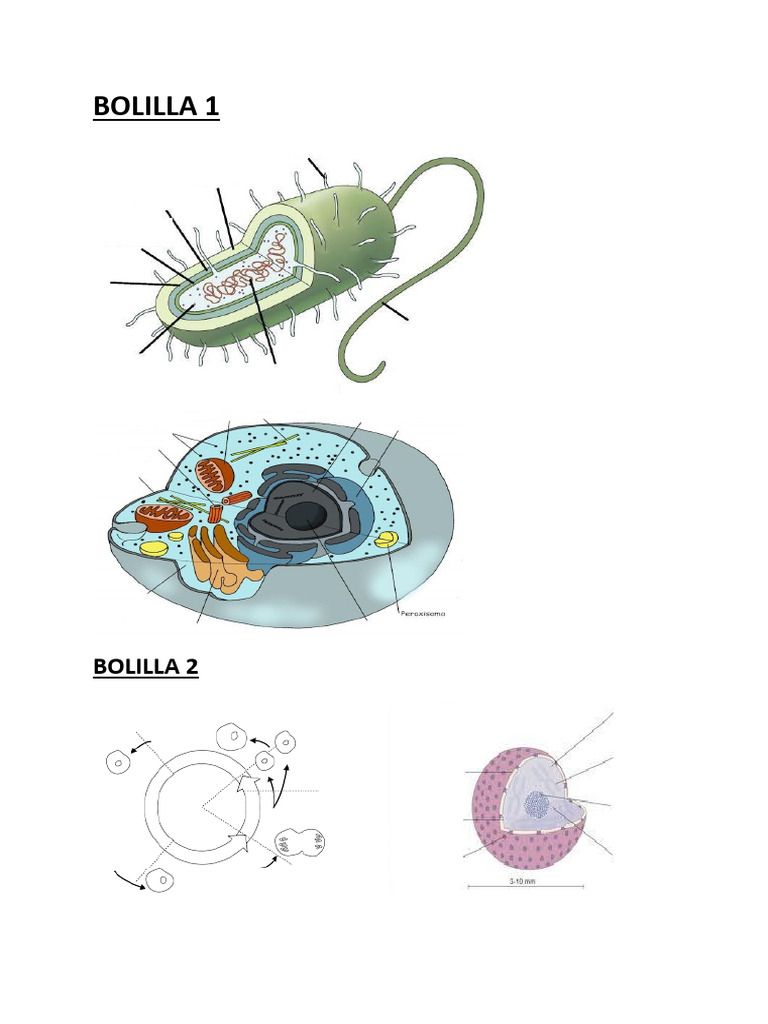 Imagenes Para Integradora Biologia | PDF