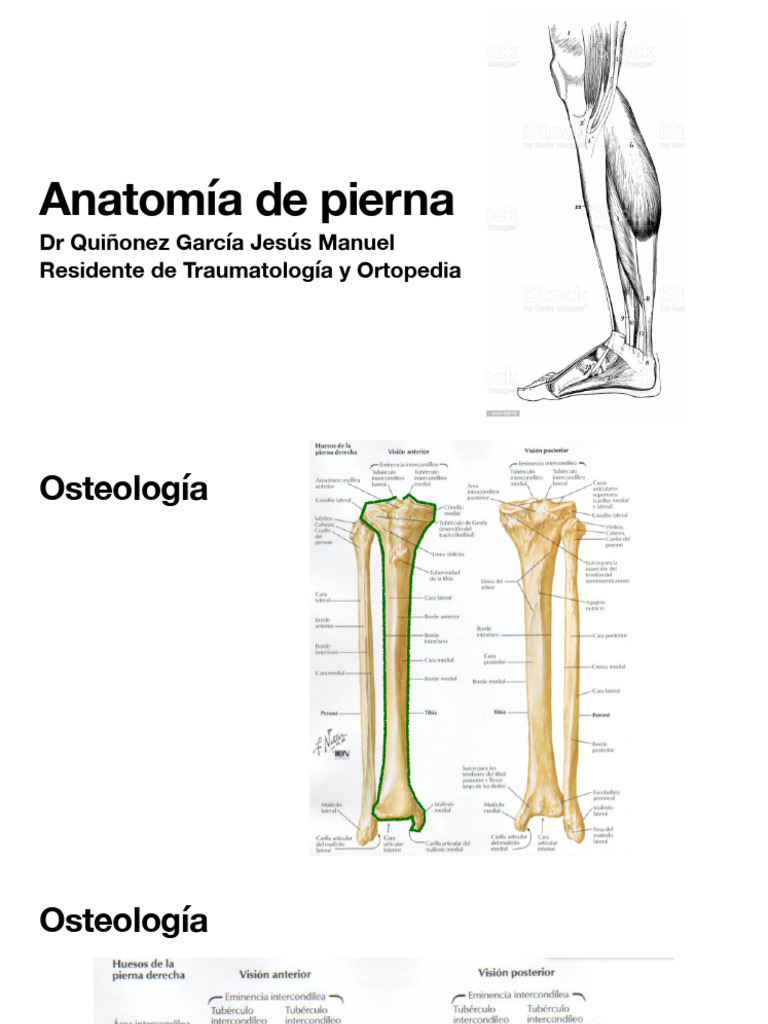 Anatomía Pierna | PDF