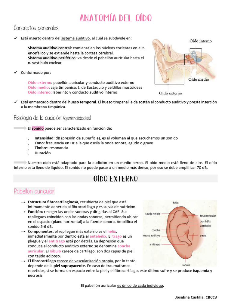 Anatomía Oído y Vía Auditiva | PDF | Oído | Escuchando