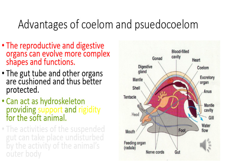 Benefits of Coelom and Pseudocoelom | PDF