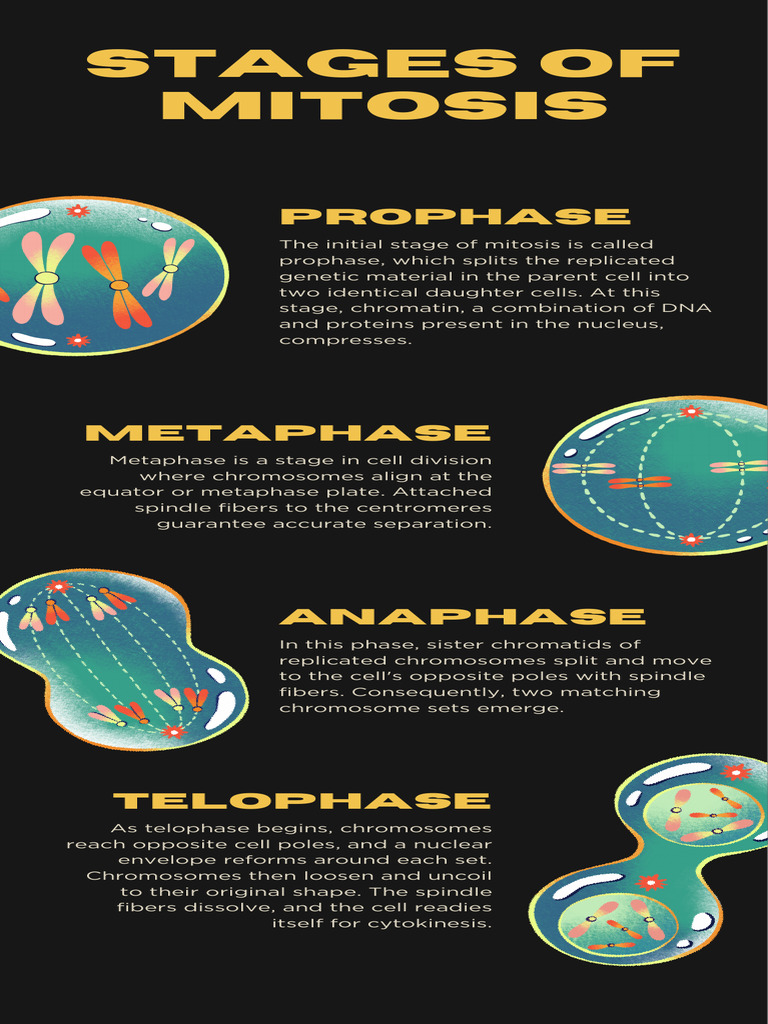 Black and Yellow Dark Illustrative Science Stages of Mitosis ...