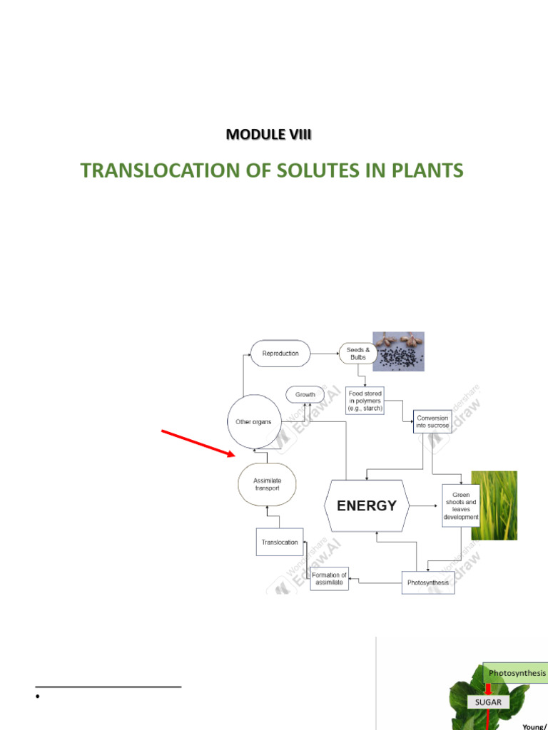 Plant Solute Translocation Explained | PDF | Leaf | Root