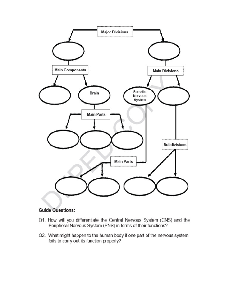 Nervous System Concept Map | PDF