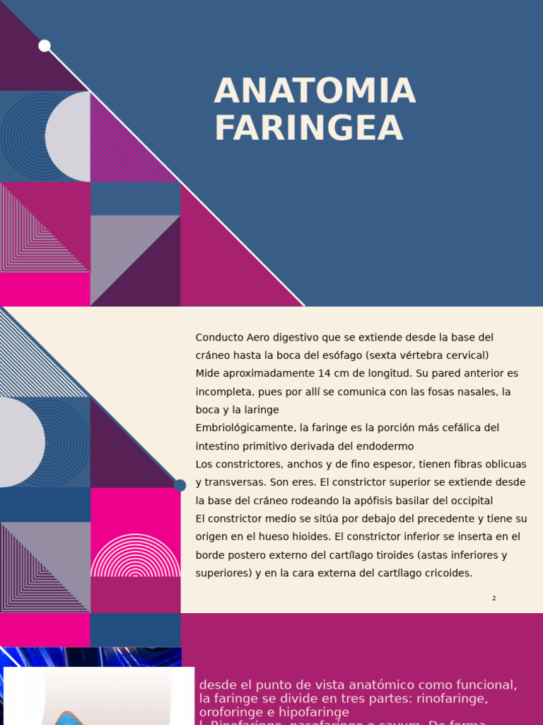 Anatomia Faringea | PDF | Esófago | Laringe