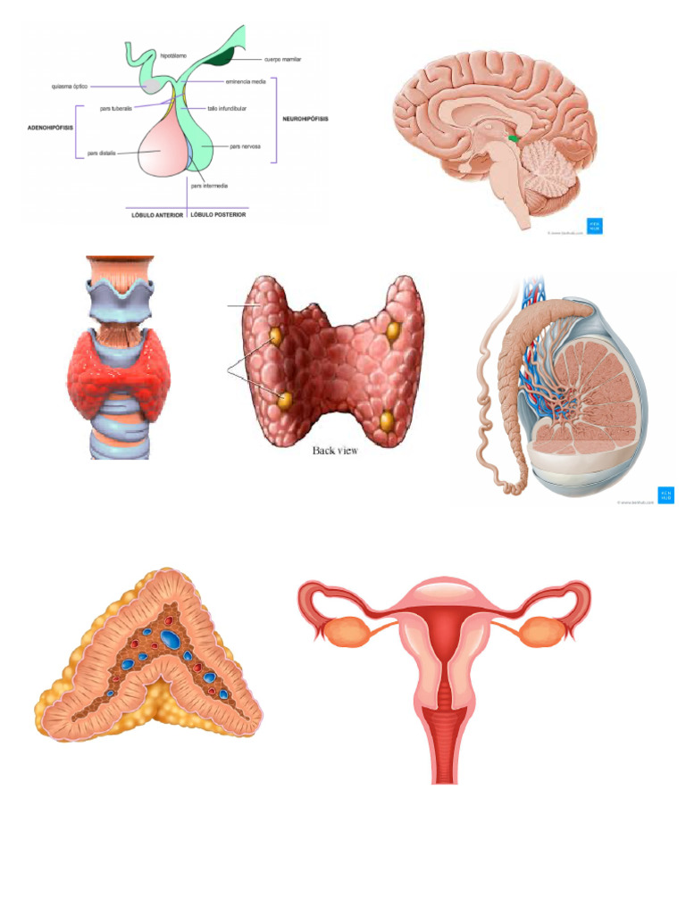 Glándulas Endocrinas | PDF