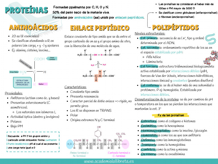4a- prote”nas-resumen | PDF