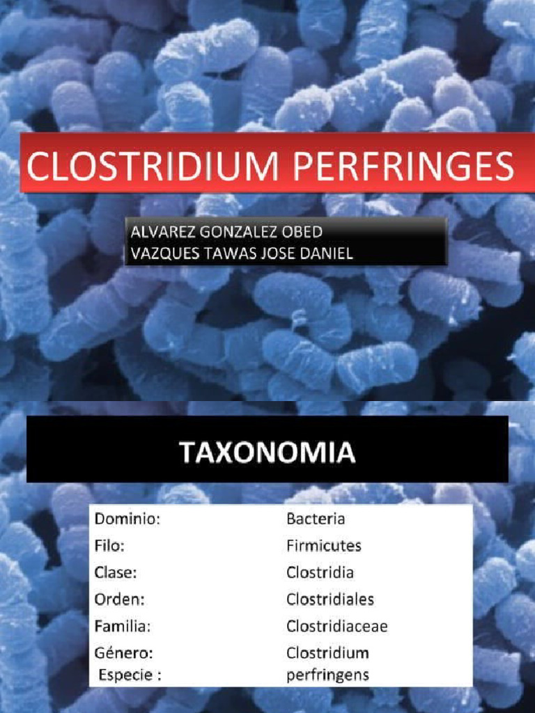 Clostridium Perfringens, Taxonomía y Enfermedades - 20240429_231949 | PDF