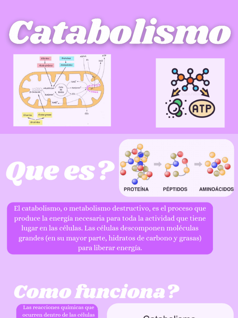 Catabolismo: Proceso y Ejemplos Clave | PDF | Metabolismo | Glucólisis
