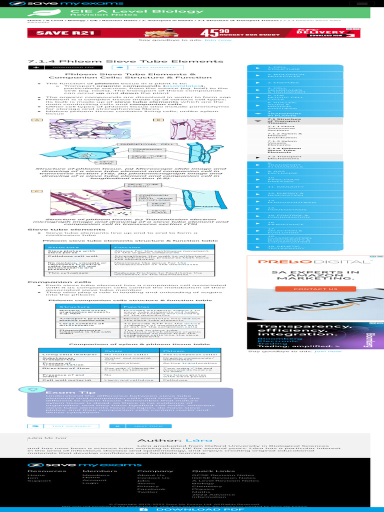 Phloem Sieve Tube Elements Guide | PDF | Tissue (Biology) | Anatomy