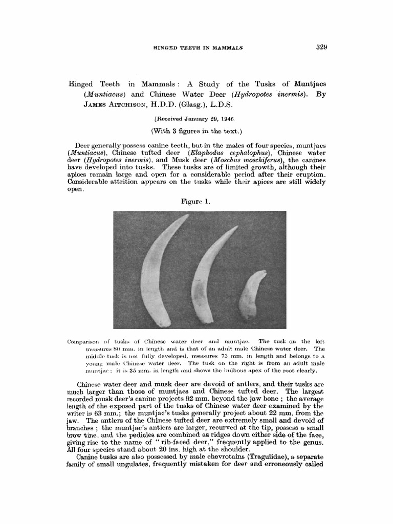 Mammalian Hinged Teeth Study | PDF | Deer | Tooth