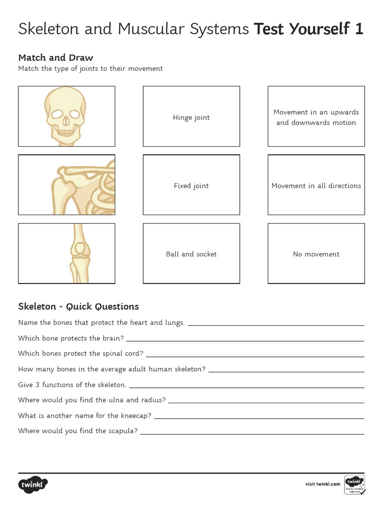 Skeleton and Muscular Systems Test Yourself 1 | PDF