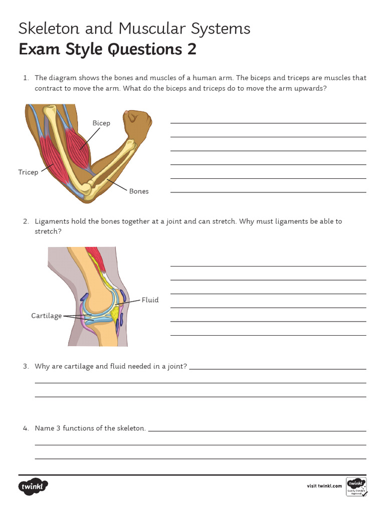 Musculoskeletal System Exam Questions | PDF