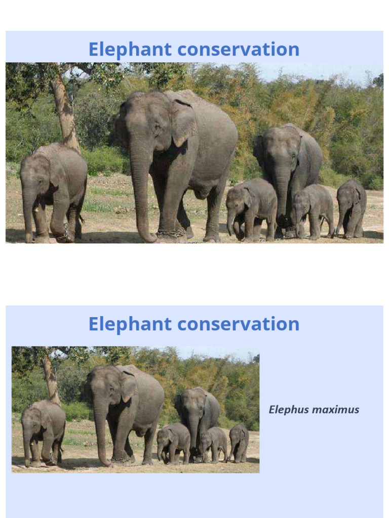 Elephant Conservation | PDF