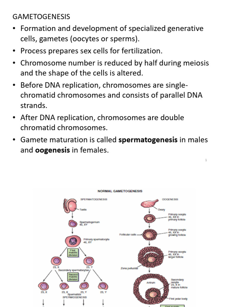4 Gametogenesis | PDF | Menstrual Cycle | Ovary