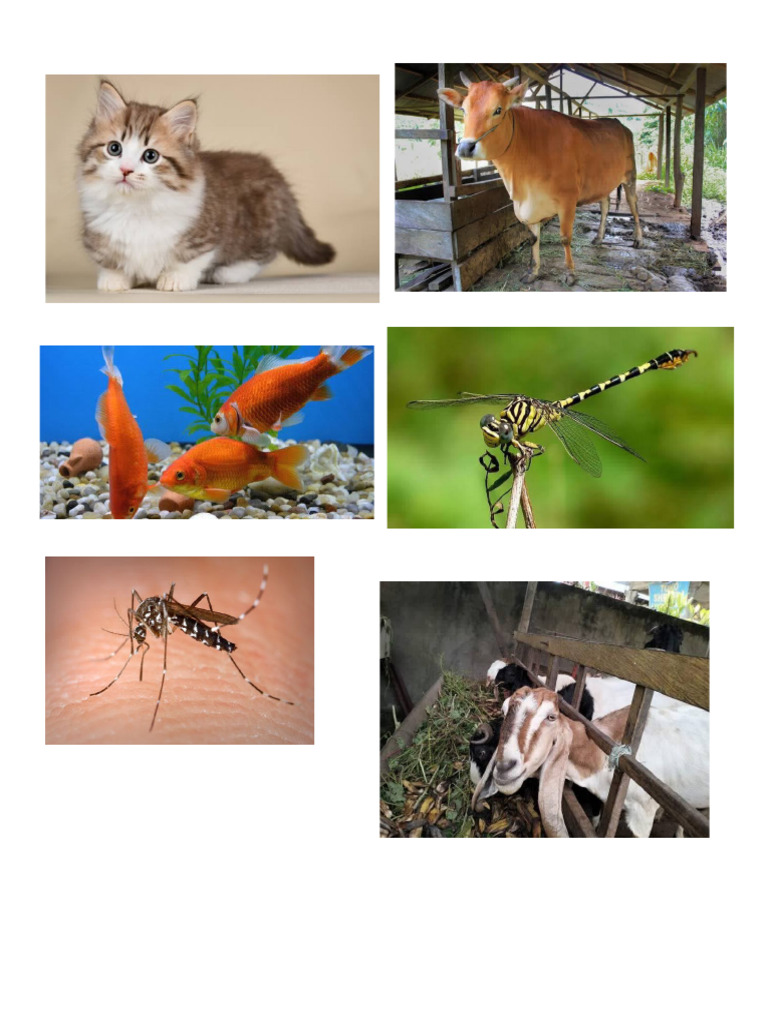 Tec Animals | PDF