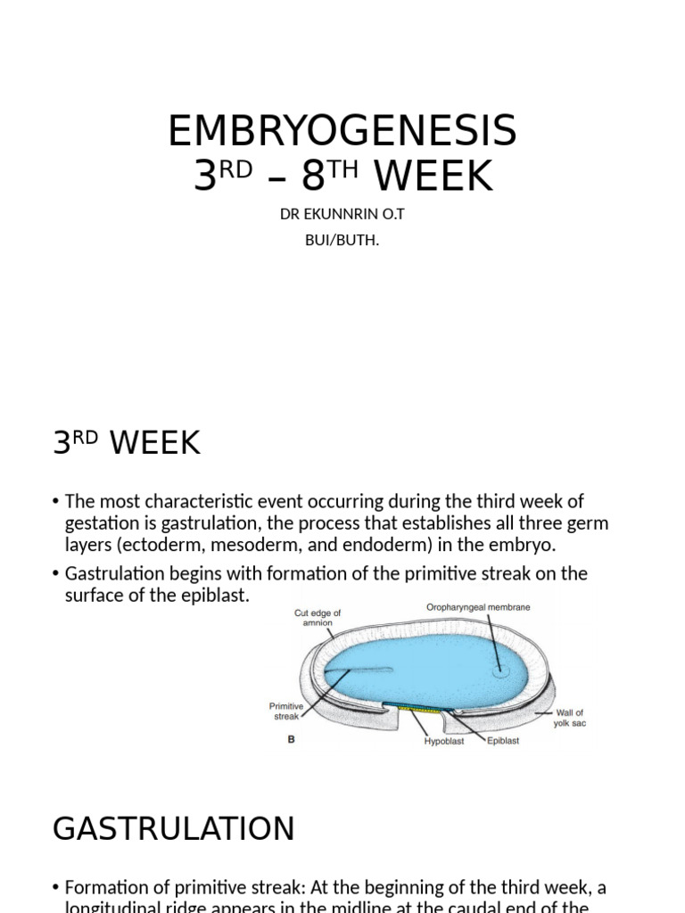7 3RD WEEK OF EMBRYOLOGY | PDF | Reproduction | Morphology (Biology)