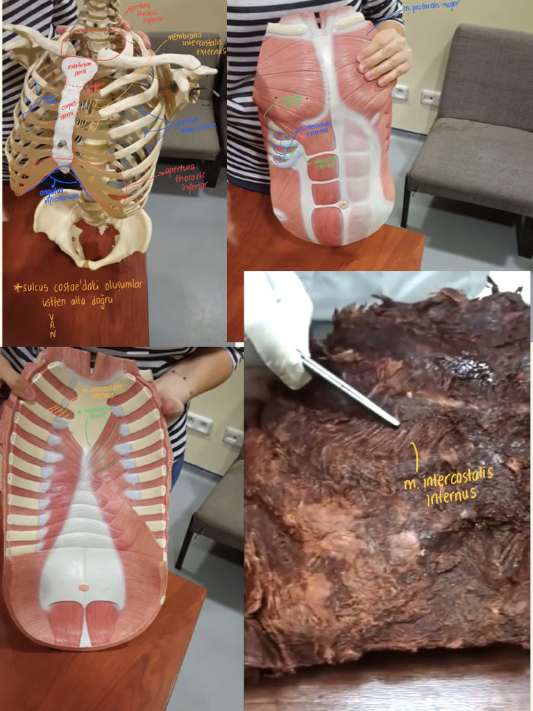 Anatomi Tüm Lab Slaytları | PDF | Respiration | Arthropodology