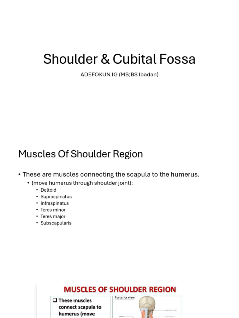Shoulder Joint ^0 Cubital Fossa | PDF | Shoulder | Limbs (Anatomy)