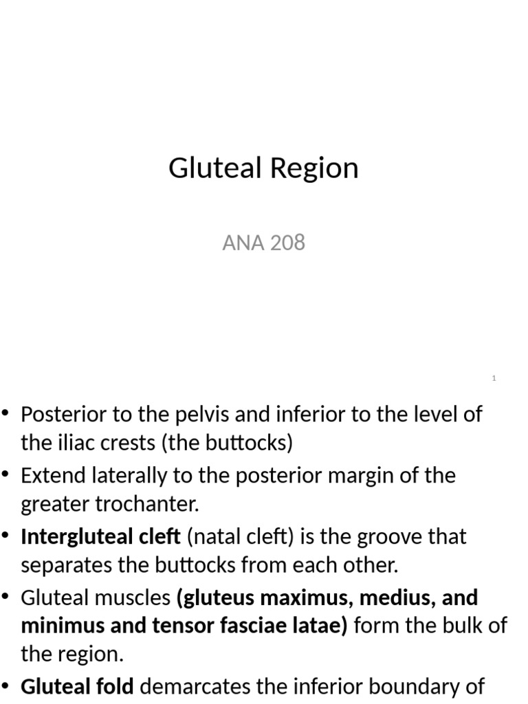 Gluteal Region_105712 | PDF | Pelvis | Soft Tissue