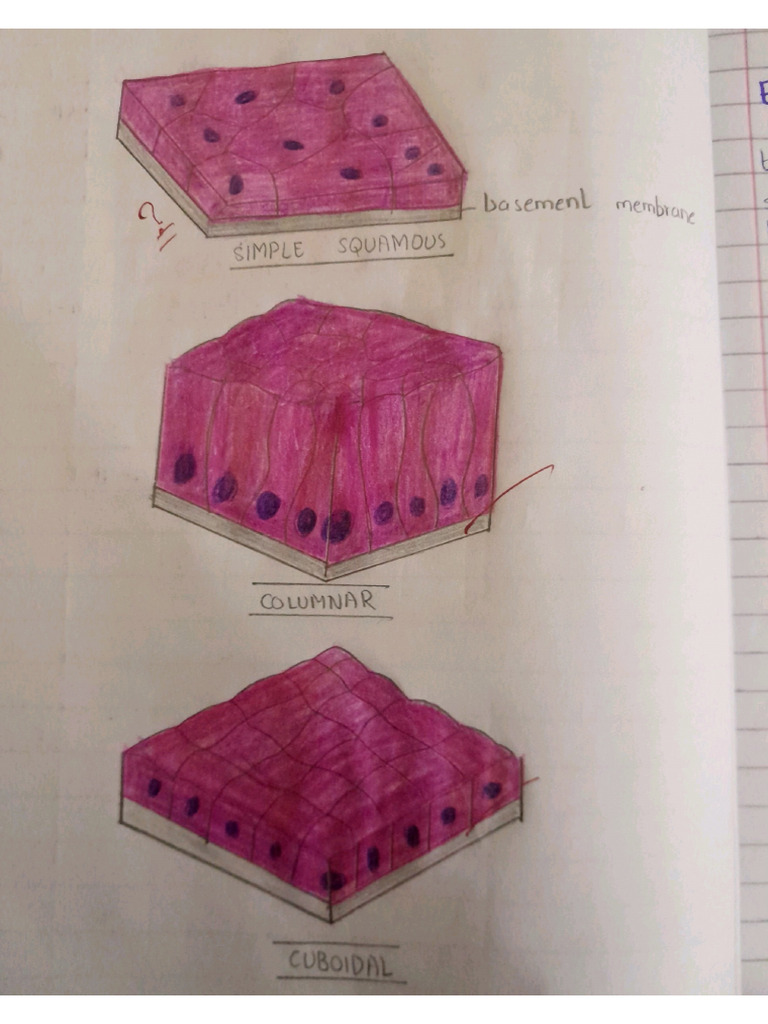 Epithelium Histology | PDF