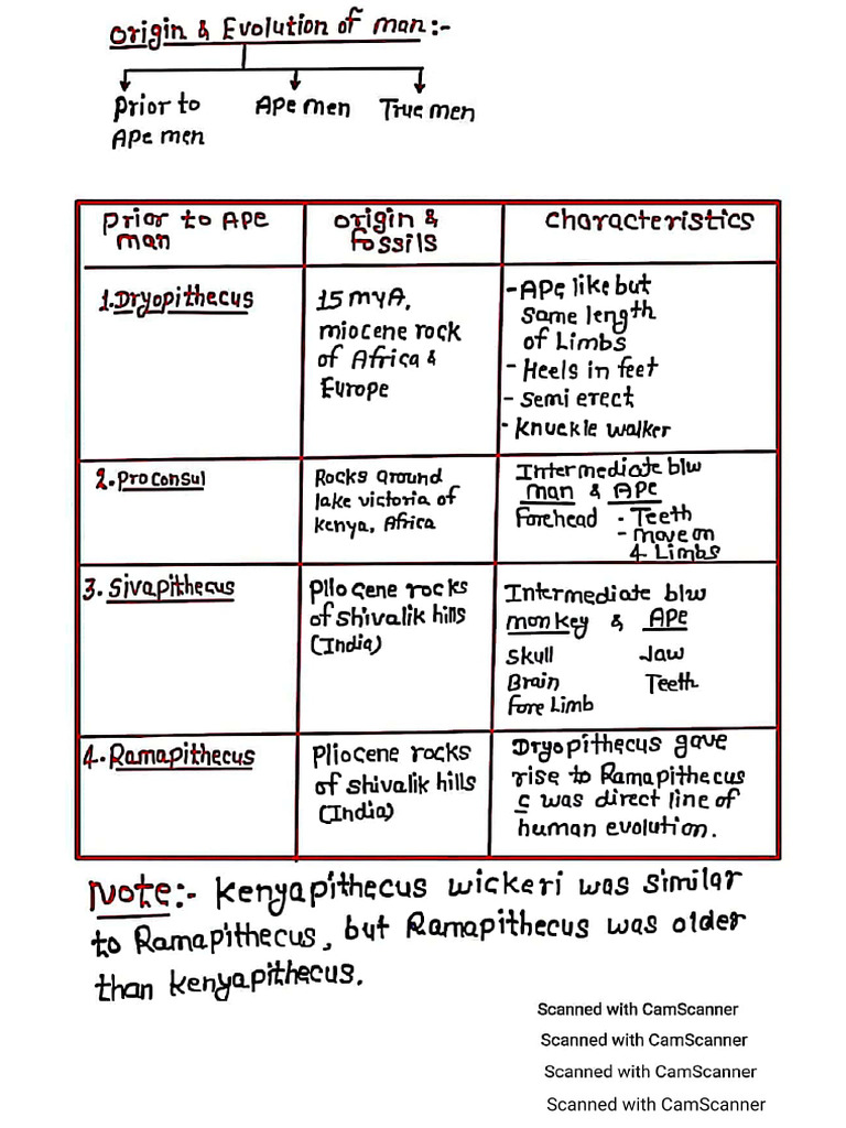 Origin and Evolution of Human | PDF