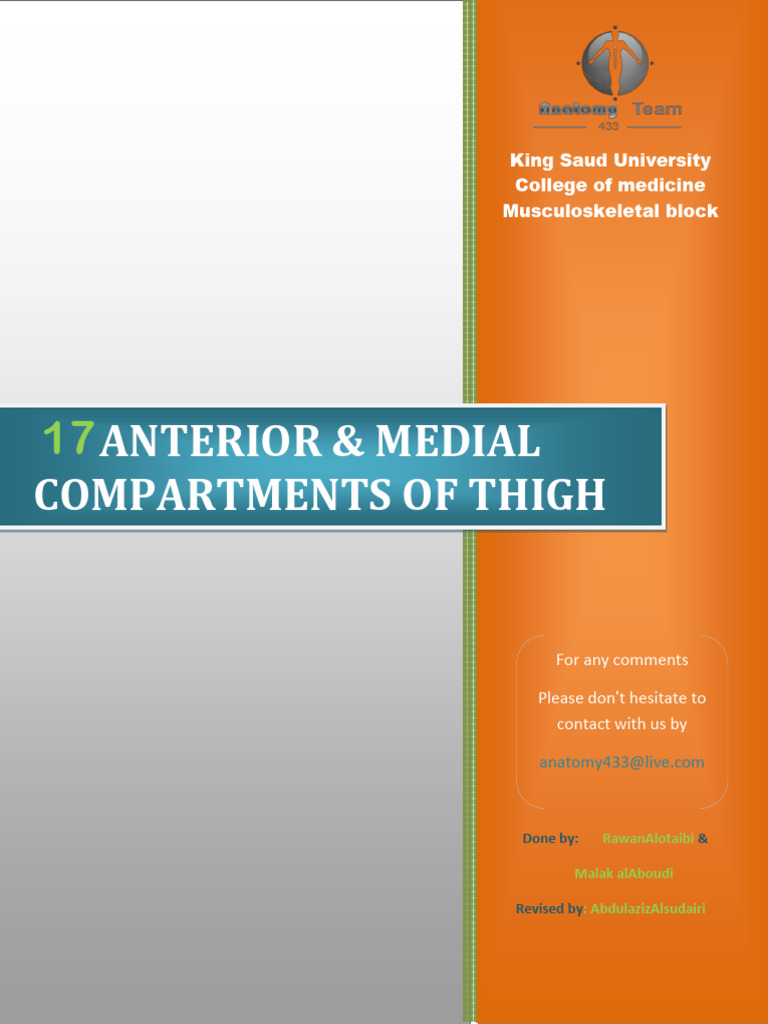 17-Anterior & Medial Compartments of Thigh | PDF | Human Leg | Hip