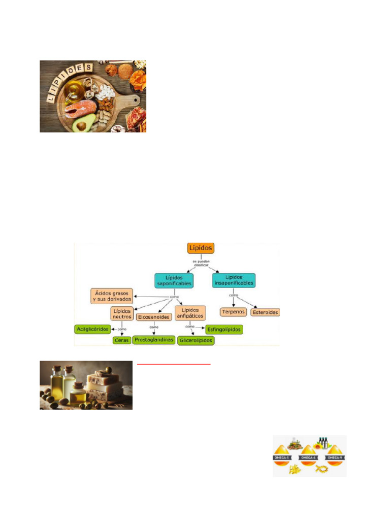 Biología 1ero Bgu Segundo Trimestre | PDF | Lípido | Ácido graso