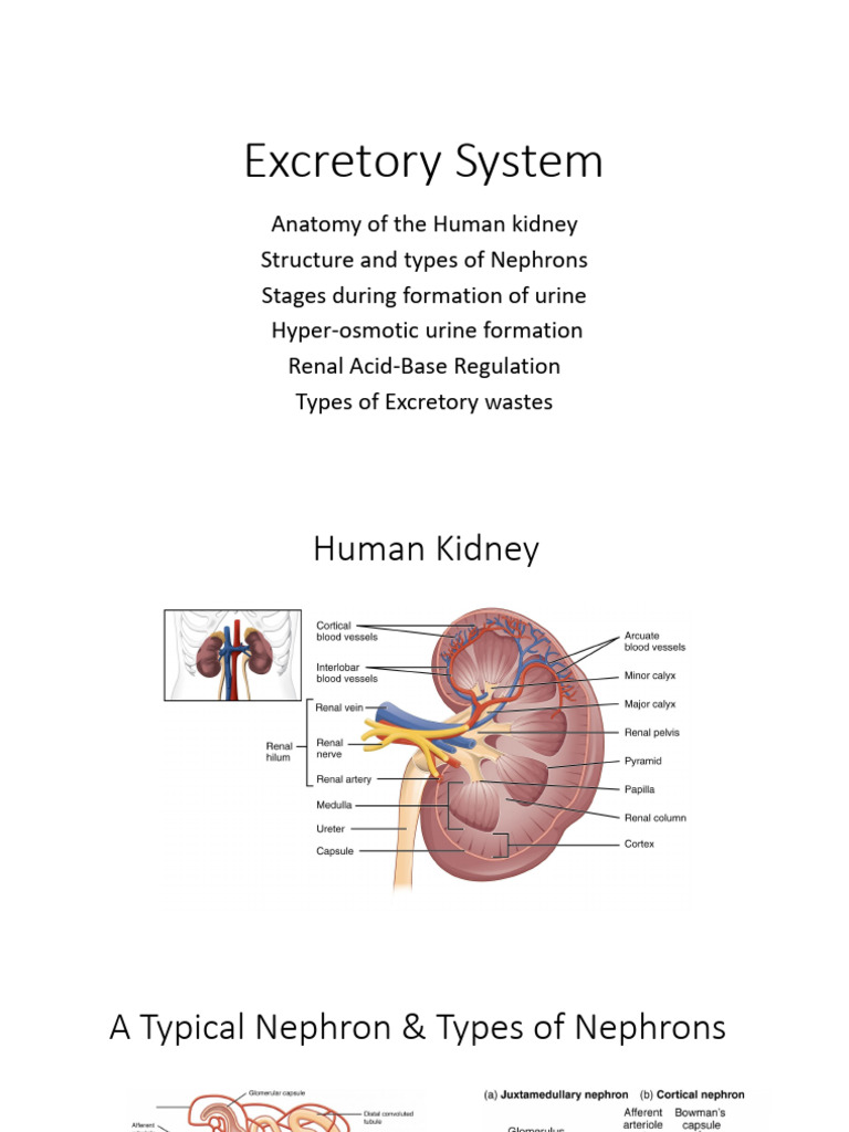 Excretion | PDF