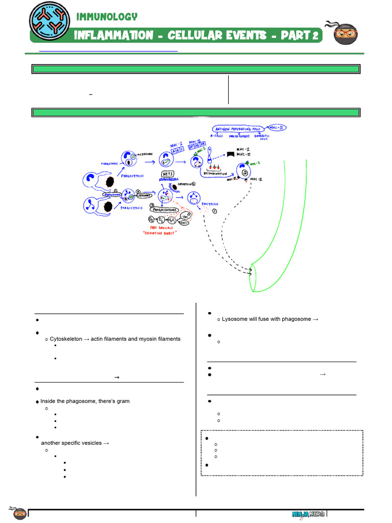 Inflammation - Cellular Events - Part 2 (2) Atf | PDF | Macrophage ...