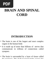Brain Parts Labeling Worksheets | PDF | Brain | Human Brain