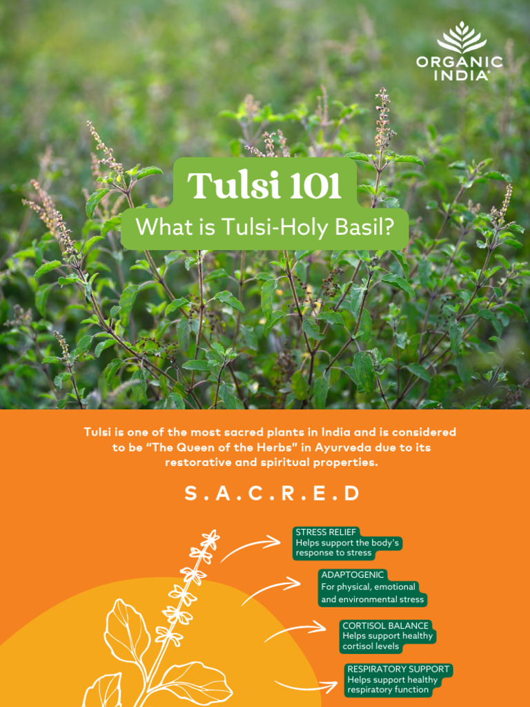 ebook-Tulsi-101_2024 | PDF | Stress (Biology)