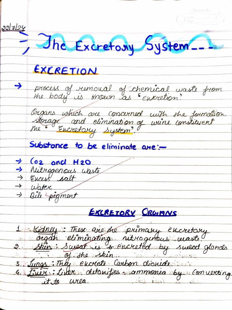 excretory system | PDF | Kidney | Urinary System