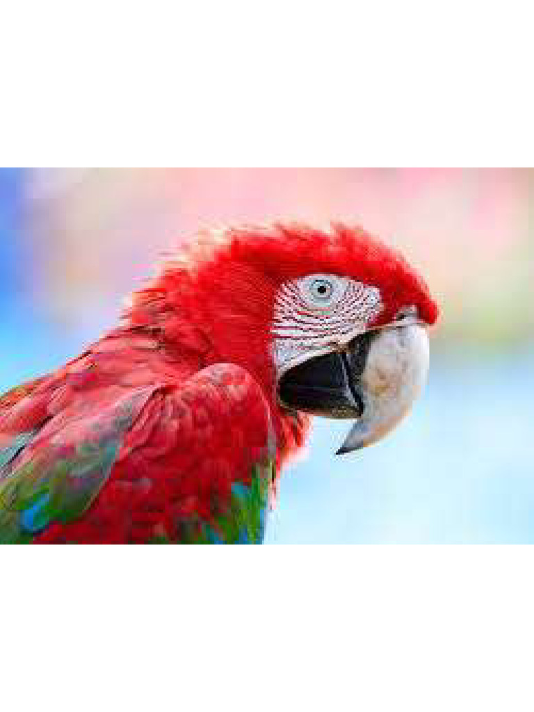 parrot | PDF