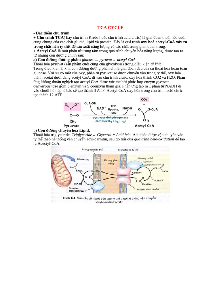 Tca Cycle | PDF