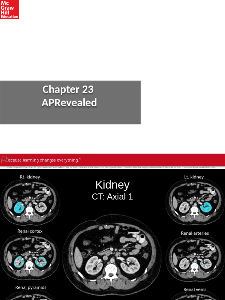 ch23_APR_lecture_ppt (1) (1) | PDF | Urinary System | Kidney