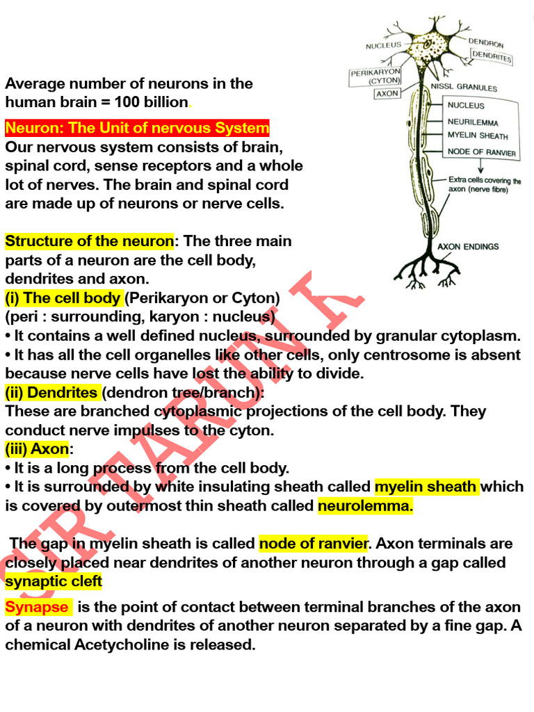 2408170608524336975nervous system 2023 | PDF | Neuron | Central Nervous System