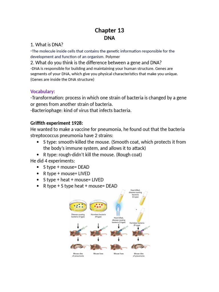 Biology Chapter 13 DNA CE | PDF | Dna | Dna Replication