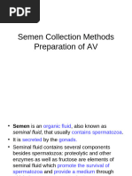 Burdizzo Method of Bovine Castration | PDF | Medicine | Male Mammals