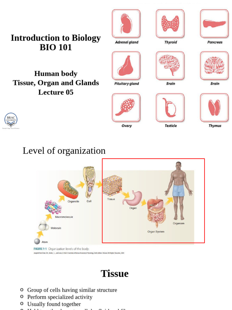 L5 BIO 101 Human Body Tissue, Organ, System, Glands | PDF | Endocrine System | Tissue (Biology)