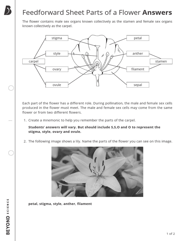 Feedforward Parts of A Flower - Answers | PDF | Flowers | Sex