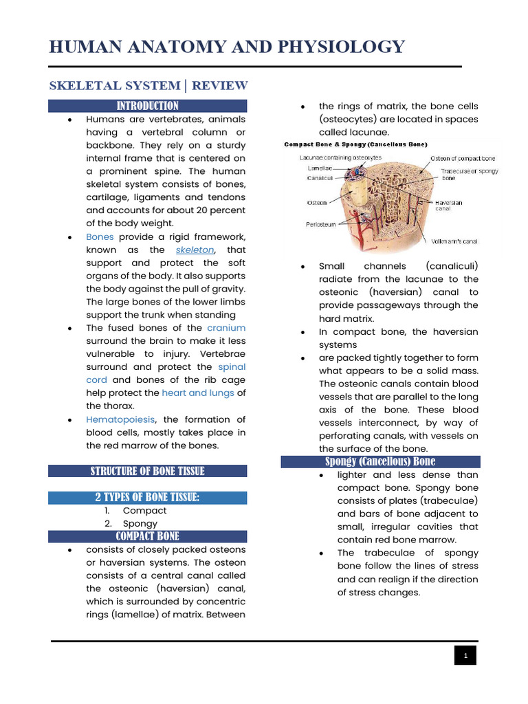 Skeletal System | PDF | Bone | Skeleton