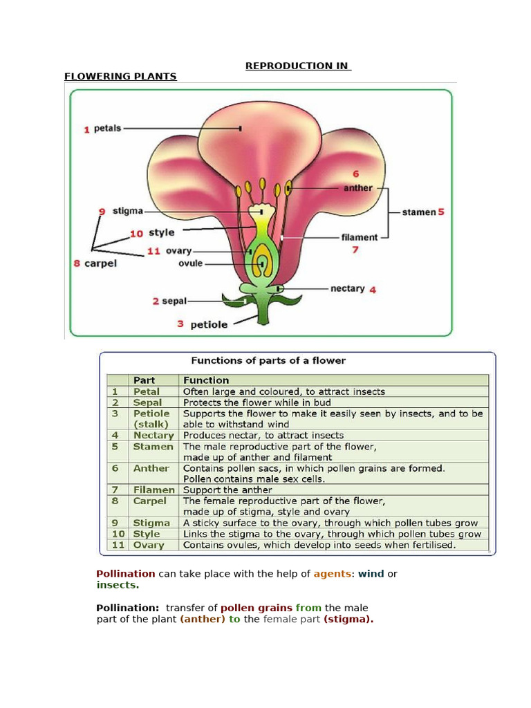 Fertilization and Pollination in Flowers | PDF | Pollination | Flowers