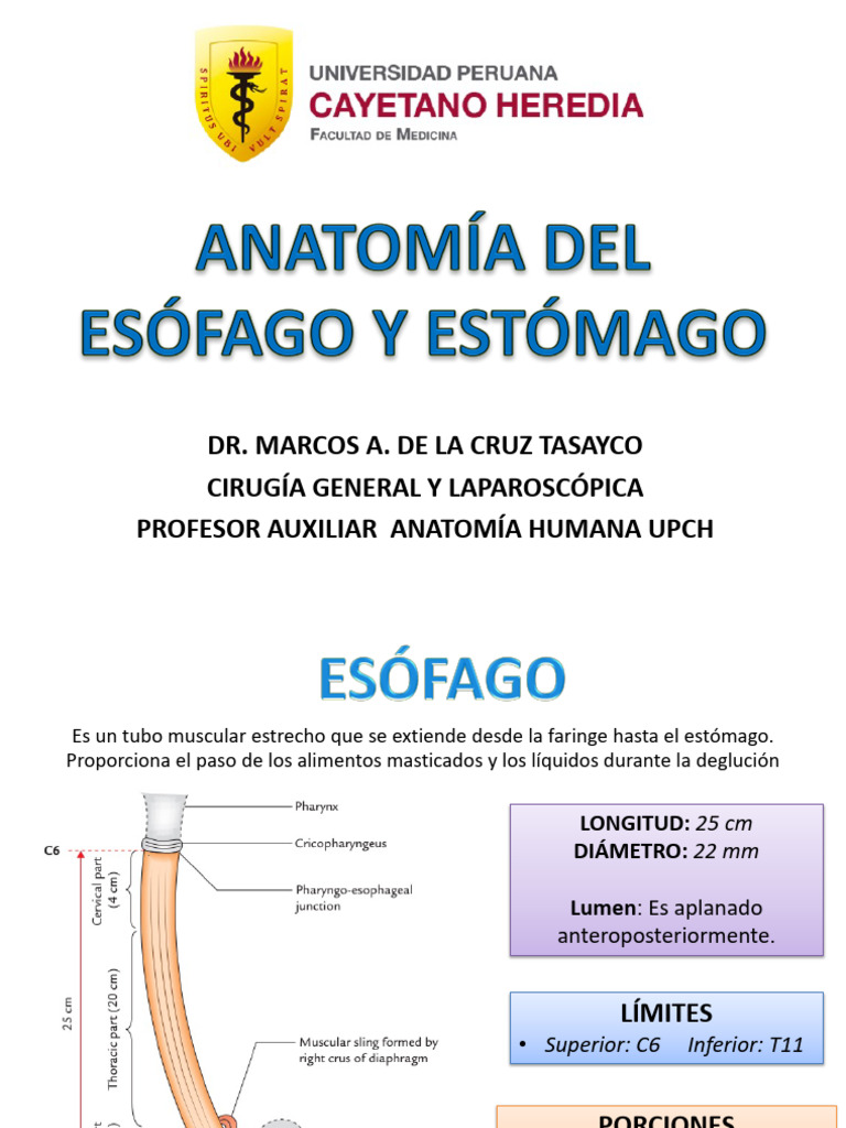 Anatomia Del Esofago-estomago Upch 2024 | PDF | Estómago | Esófago