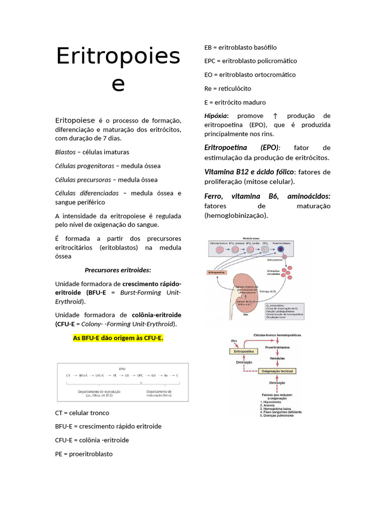 Eritropoiese Resumo - Biomedicina | PDF | Hemácia | Especialidades médicas