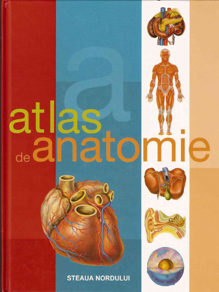 Atlas Anatomie | PDF